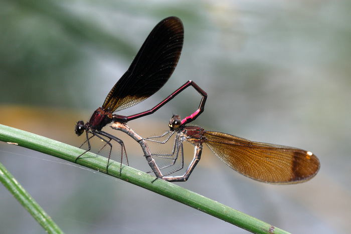 Les libellules, ces insectes insaisissables – Office pour les insectes ...