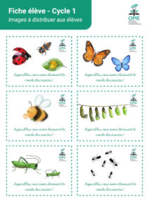 Outils pédagogiques – Office pour les insectes et leur environnement